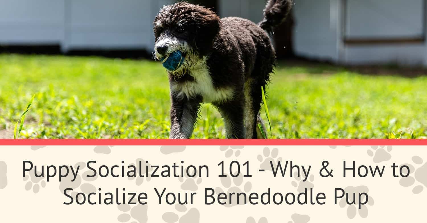 Puppy Socialization 101 - Why & How to Socialize Your Bernedoodle Pup ...