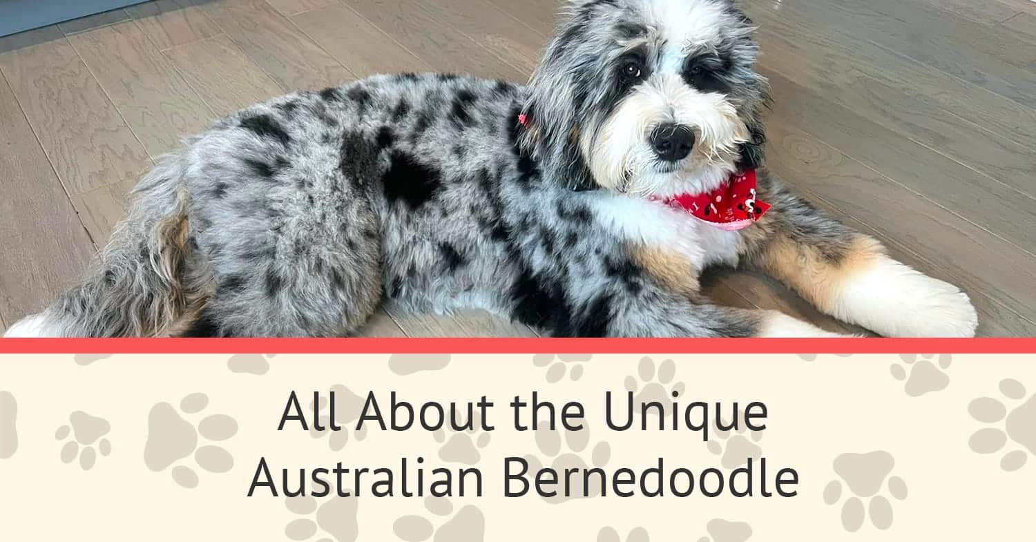 All About the Unique Australian Bernedoodle - Alpine Bernedoodles