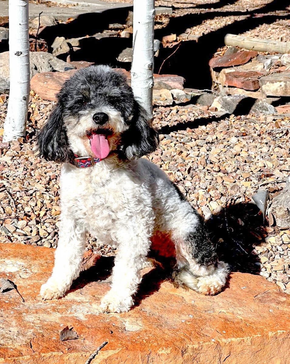 Meet DJ - Alpine Bernedoodles