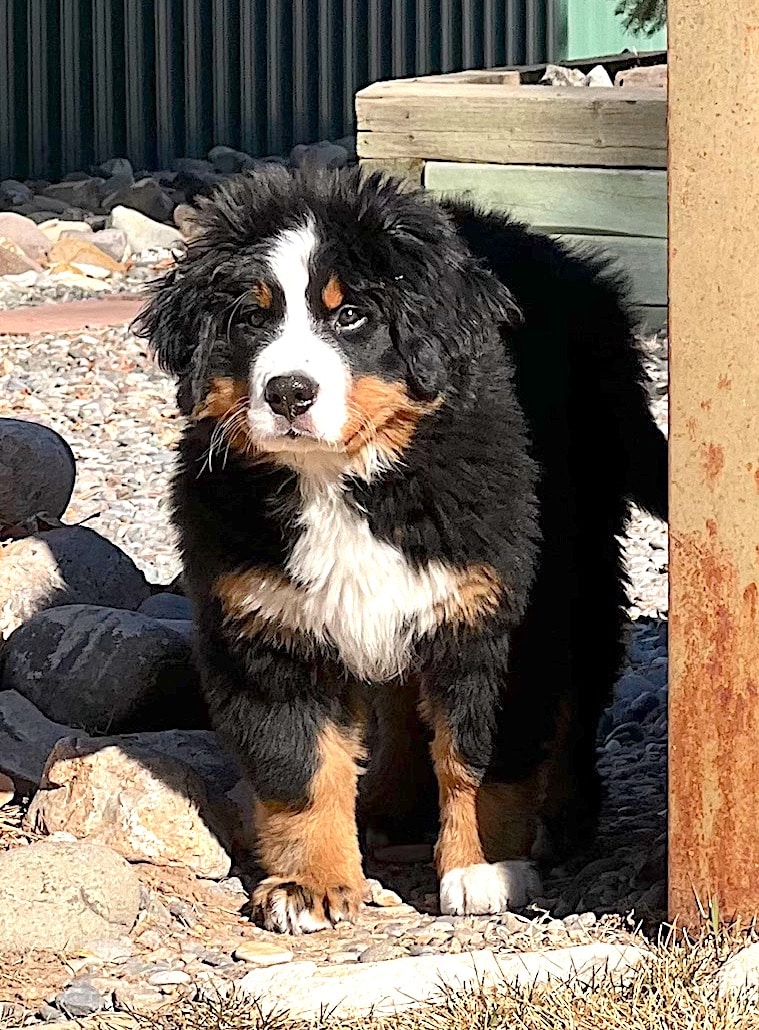 Meet Elli - Alpine Bernedoodles