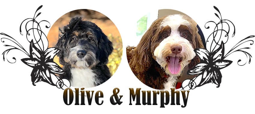 The "Outlaw" Litter - Alpine Bernedoodles